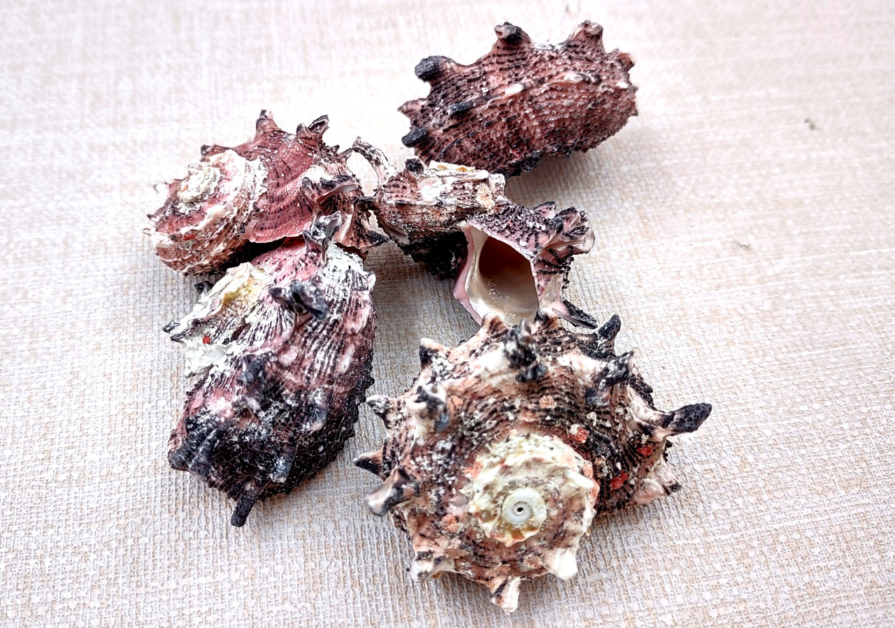 Pink Dolphin Seashells Angaria Delphinus Pink Spiral (5 shells approx ...