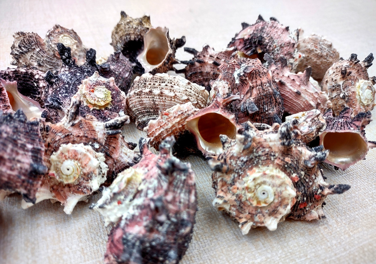 Pink Dolphin Seashells Angaria Delphinus Pink Spiral (5 shells approx ...