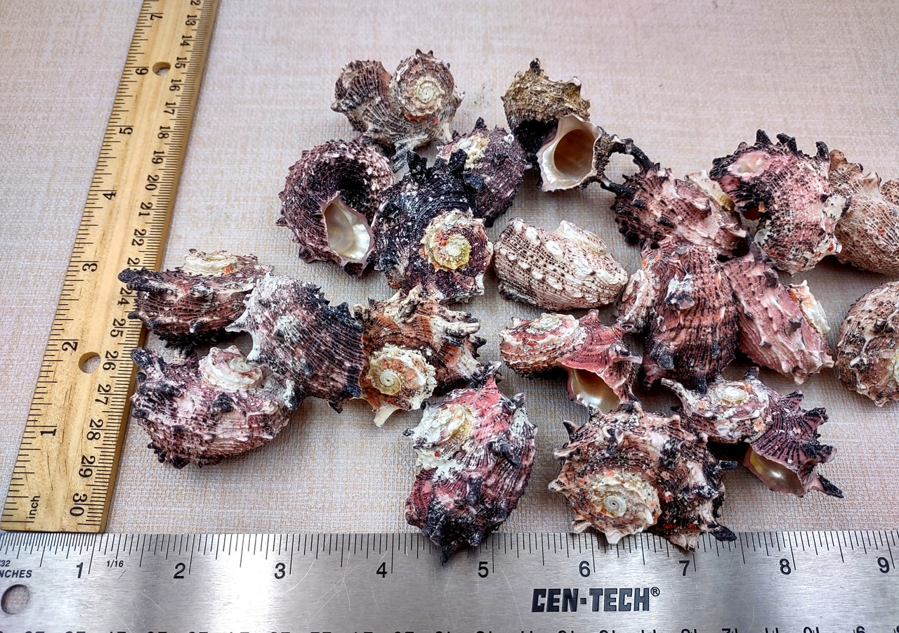 Pink Dolphin Seashells Angaria Delphinus Pink Spiral (5 shells approx ...