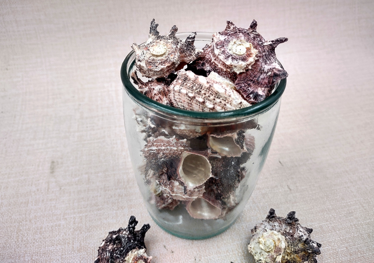 Pink Dolphin Seashells Angaria Delphinus Pink Spiral (5 shells approx ...