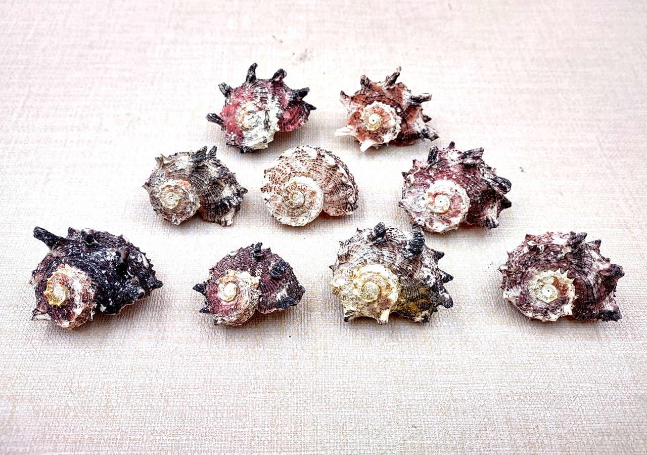 Pink Dolphin Seashells Angaria Delphinus Pink Spiral (5 shells approx ...