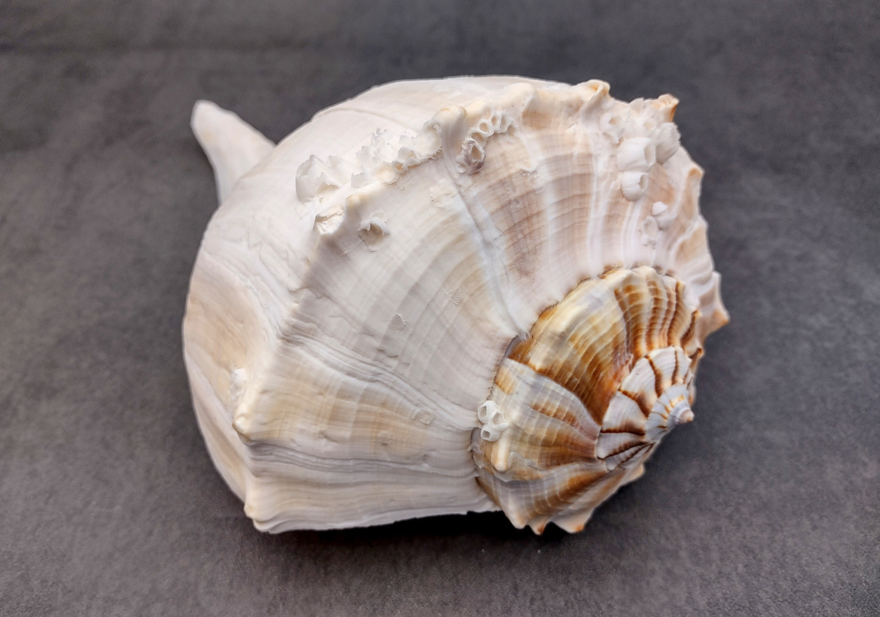 Left Handed Lightning Whelk Busycon Contrarium (1 shell approx. 9 ...