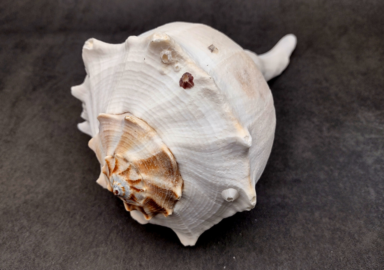 Left Handed Lightning Whelk Busycon Contrarium (1 shell approx. 9 ...