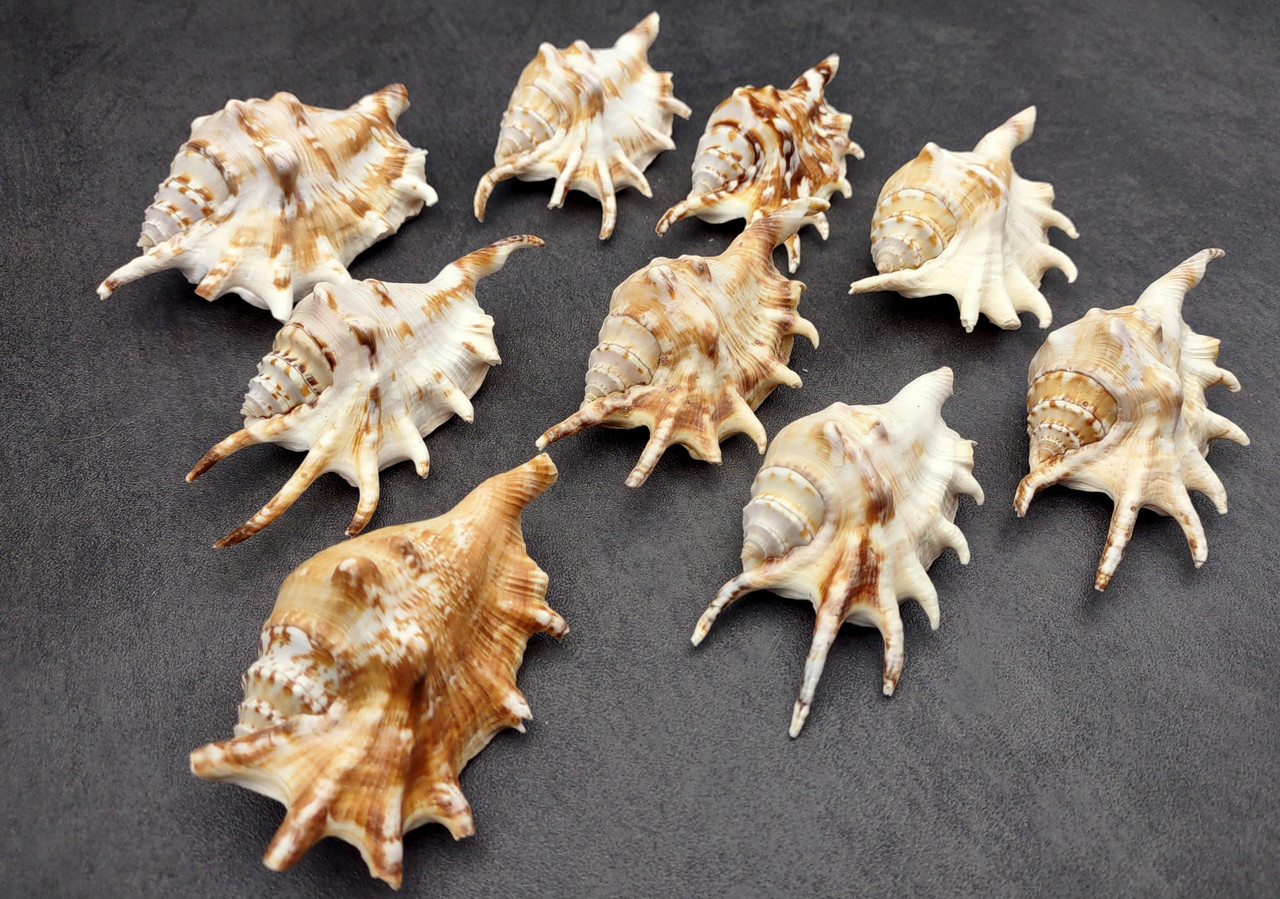Scorpion Spider Conch Seashell Lambis Scorpio (1 shell approx. 4 ...