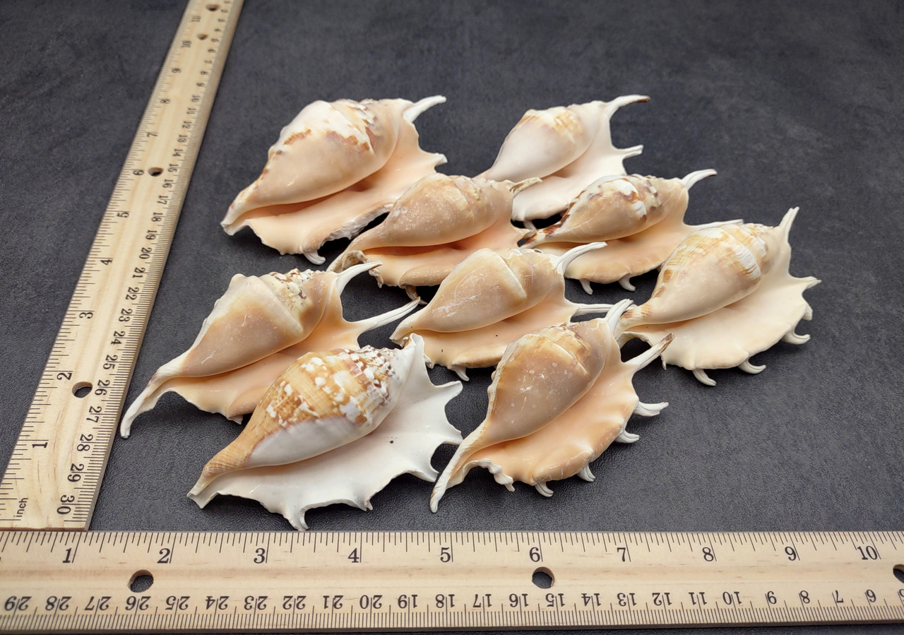 Large Scorpion Spider Conch Seashell Lambis Scorpio (1 shell approx. 3 ...