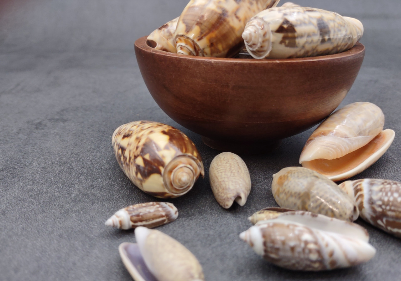 Olive Seashell Light Assortment Agaronia Gibbosa (Approx. half cup 20 ...