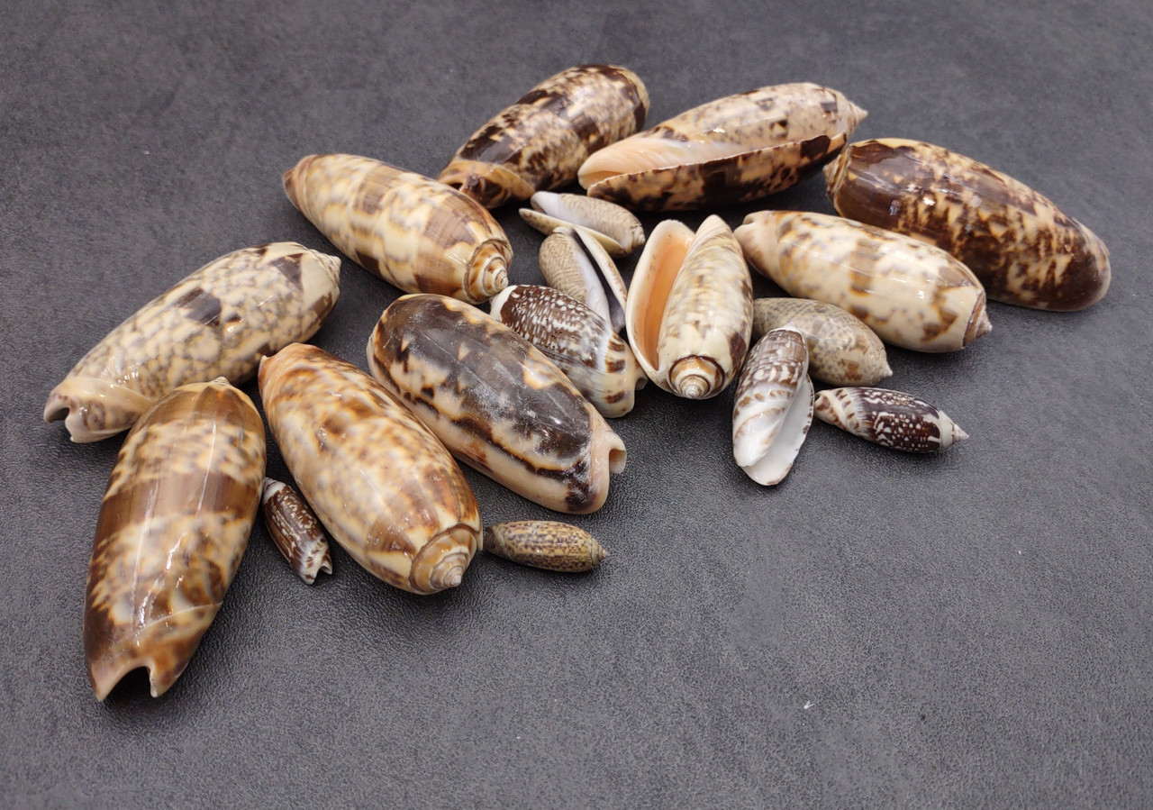 Light Olive Shell Assortment (Half cup approx. 20+ shells 1-1.5+ inches ...