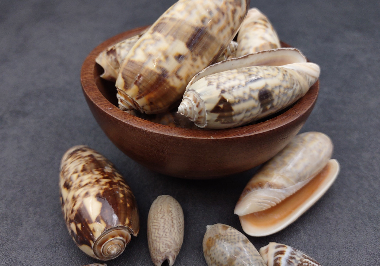 Light Olive Shell Assortment (Half cup approx. 20+ shells 1-1.5+ inches ...
