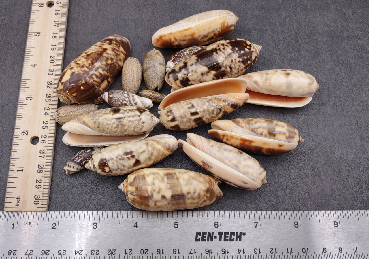 Light Olive Shell Assortment (Half cup approx. 20+ shells 1-1.5+ inches ...