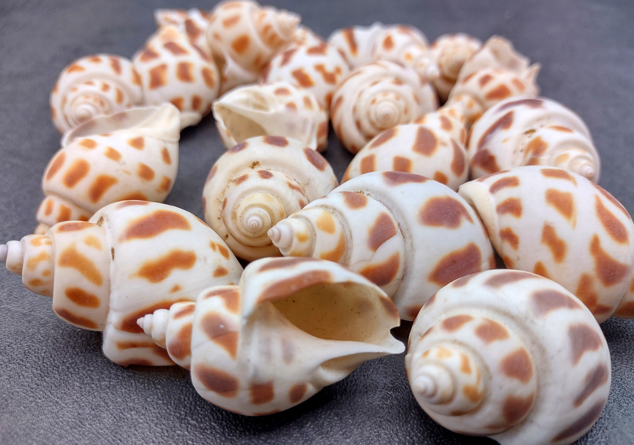 Areola Babylon Seashells Babylonia Areolata (5 shells approx. 1.5 ...