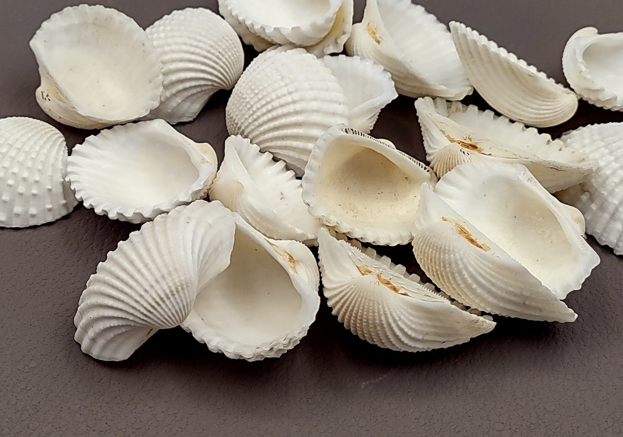 White Ark Clam Seashells Tegillarca Granosa (approx. 20+ shells 1 ...