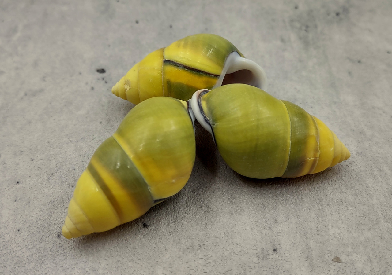 Yellow Land Snail Shells Amphidromus Sowerbyi (3 shells approx. 1.5 ...