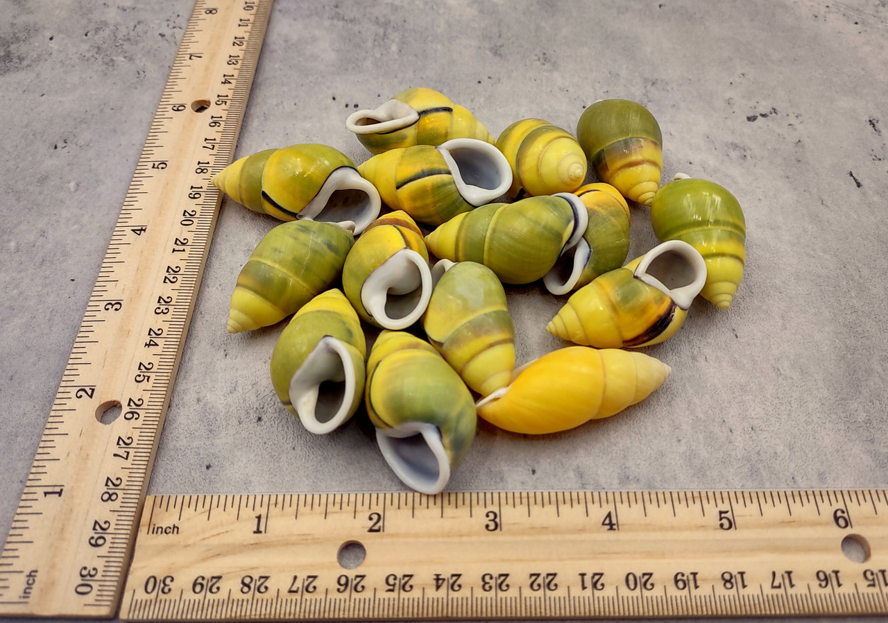 Yellow Land Snail Shells Amphidromus Sowerbyi (3 shells approx. 1.5 ...