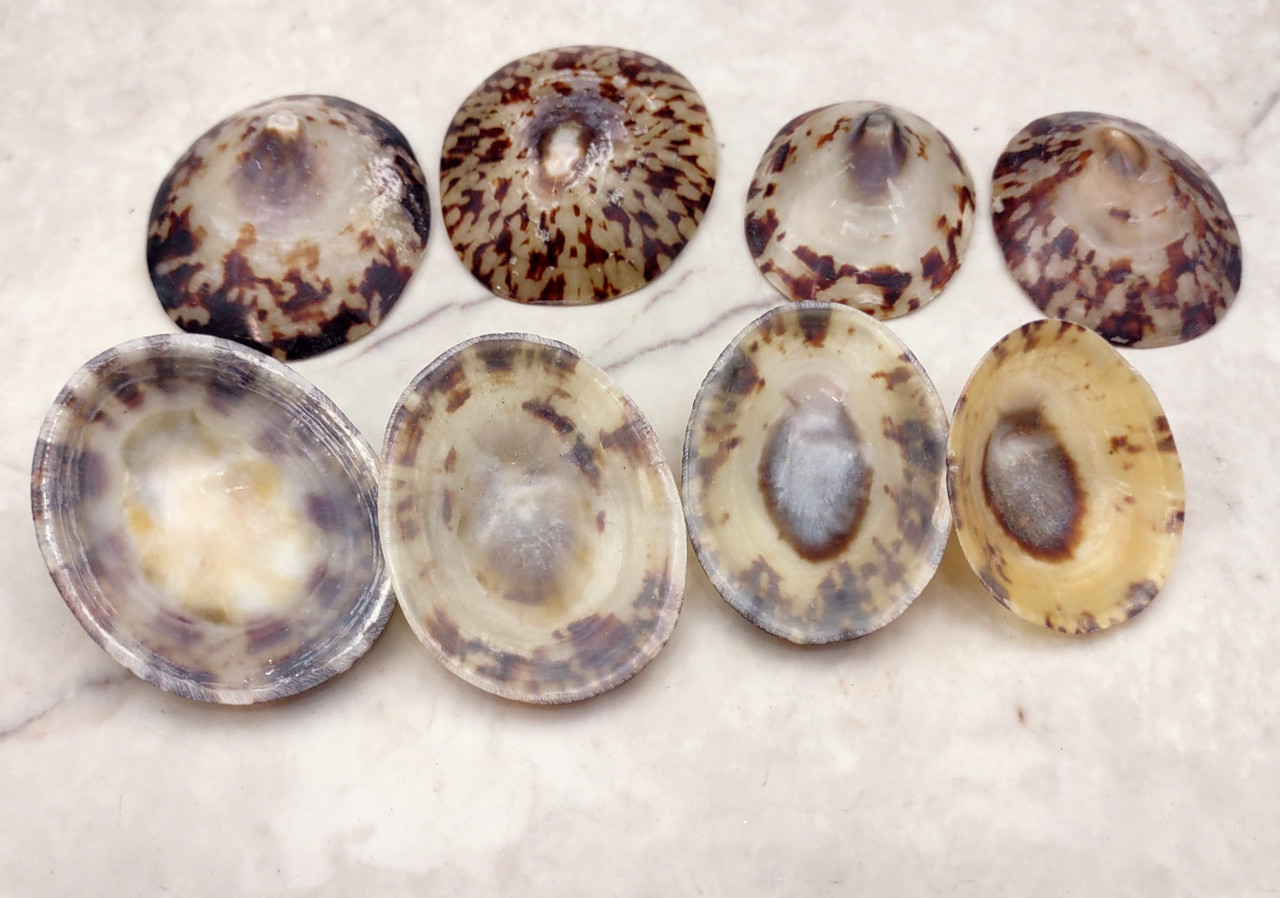 Oval Limpet Seashells Cellana Testudinaria (2 shells approx. 1.5-2 ...