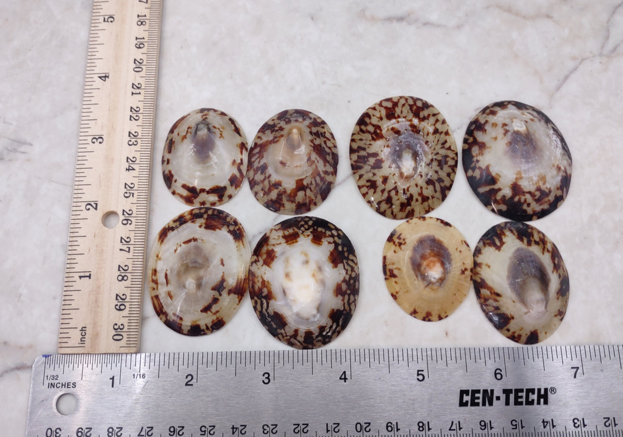 Oval Limpet Seashells Cellana Testudinaria (2 shells approx. 1.5-2 ...