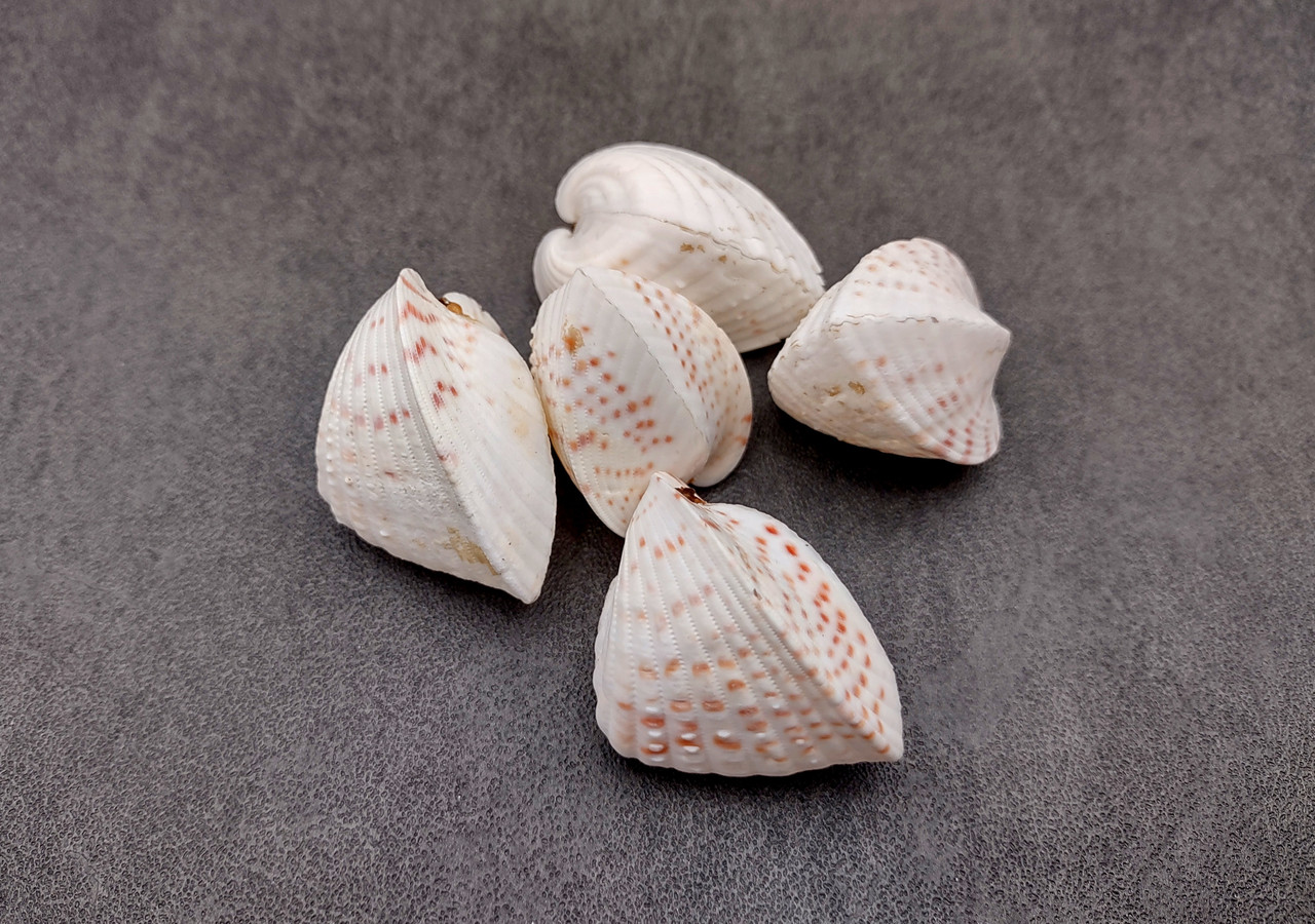 White Spotted Heart Cardium Fragum Heart (5 shells approx 1.5+ inches)