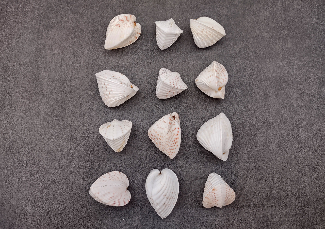White Spotted Heart Cardium Fragum Heart (5 shells approx 1.5+ inches)