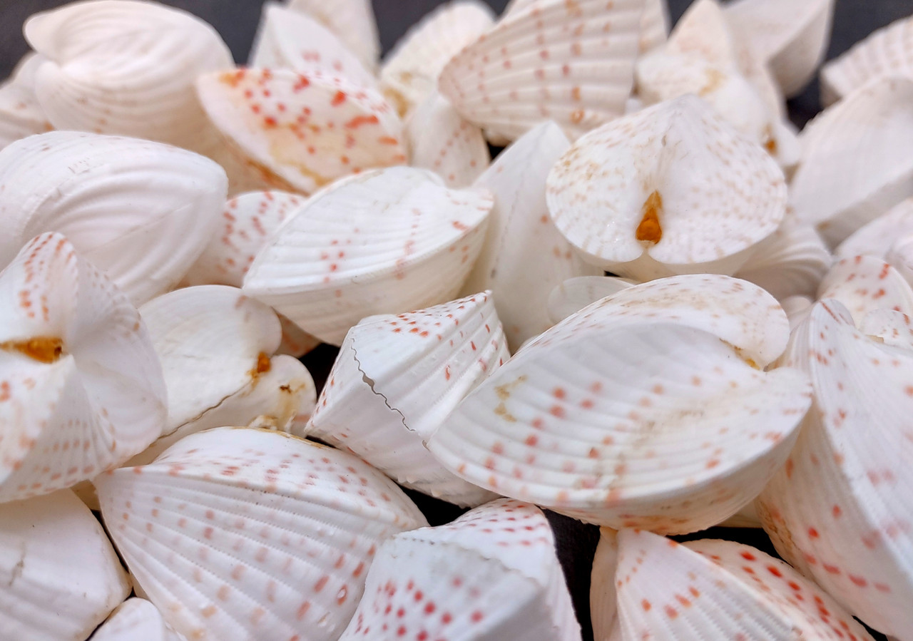 White Spotted Heart Cardium Fragum Heart (5 shells approx 1.5+ inches)