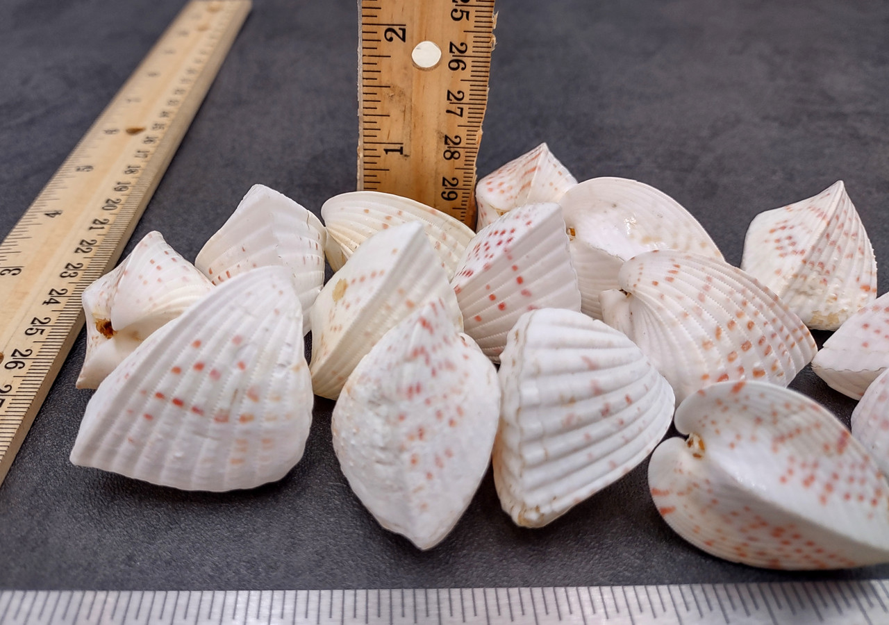 White Spotted Heart Cardium Fragum Heart (5 shells approx 1.5+ inches)