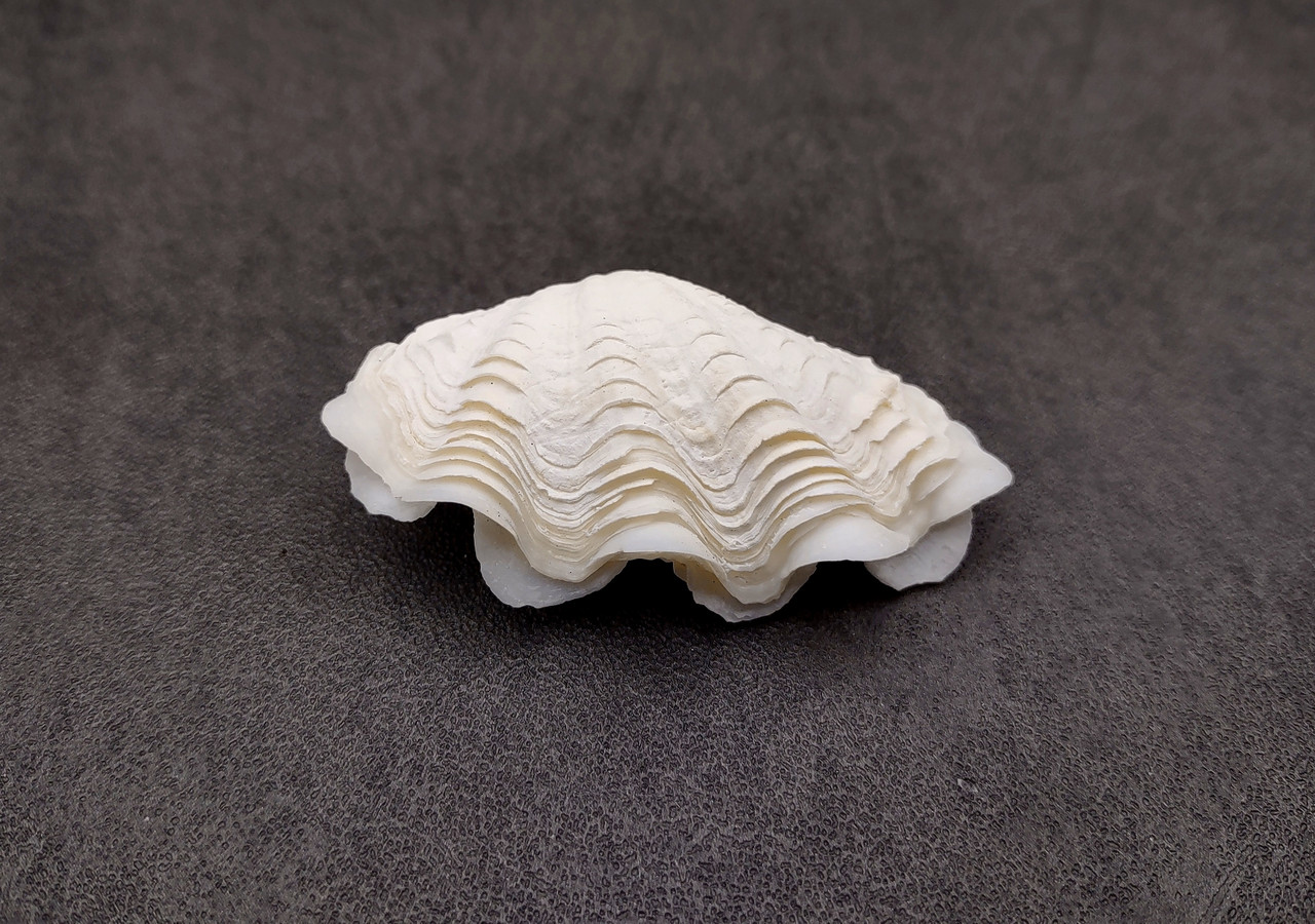 Small Derasa Clam Seashell White Tridacna Derasa (1 shell approx. 2 ...