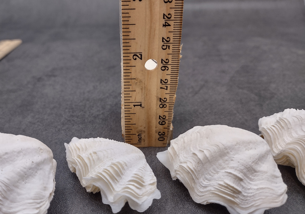 Small Derasa Clam Seashell White Tridacna Derasa (1 shell approx. 2 ...