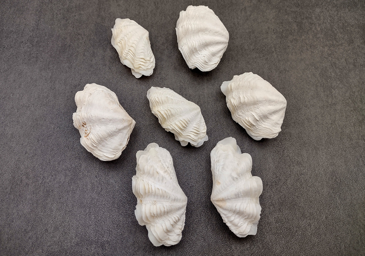 Small Derasa Clam Seashell White Tridacna Derasa (1 shell approx. 2 ...