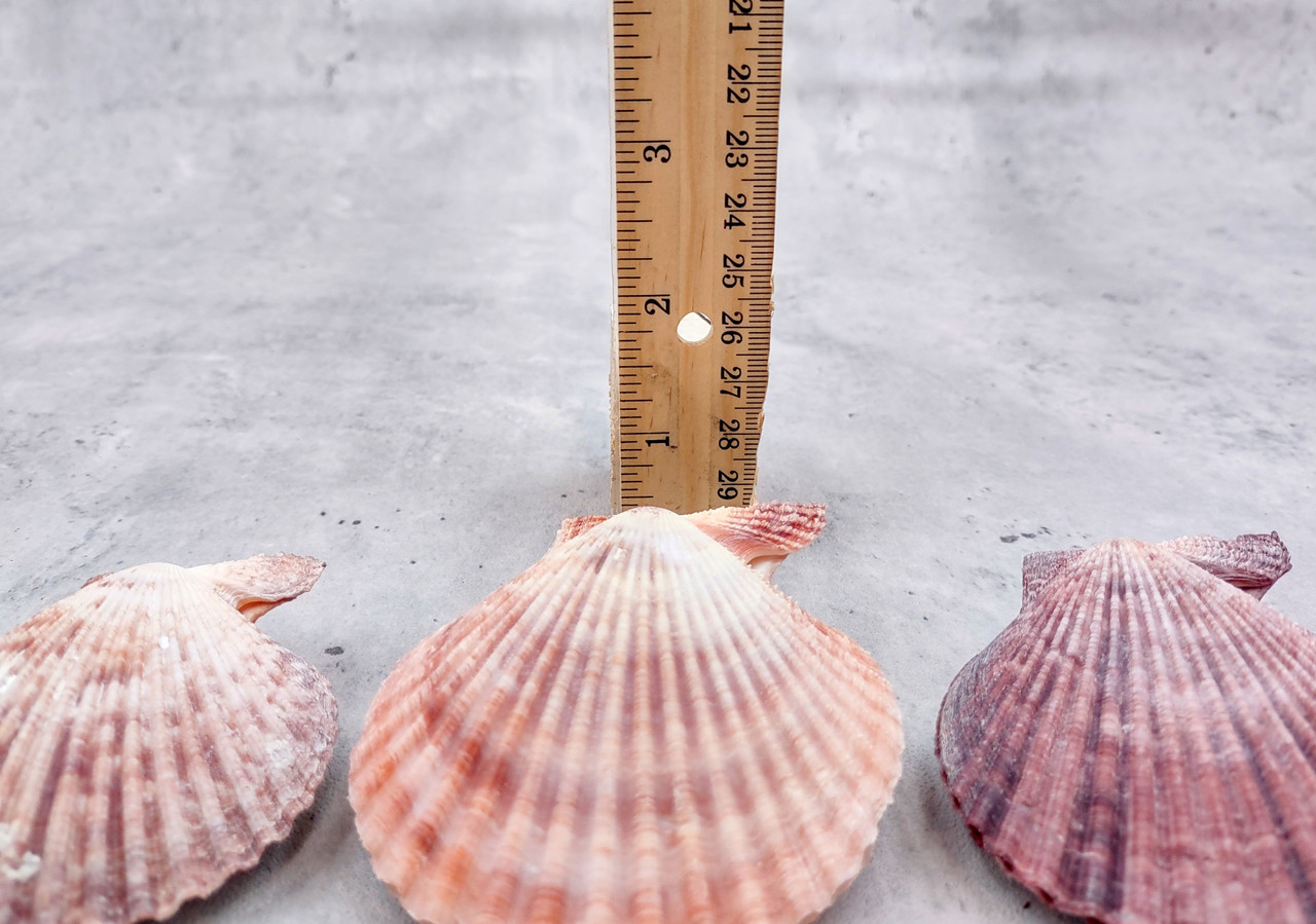 Cloak Scallop Pecten Seashell Pairs Pecten Pallium (3 pairs approx. 2 ...