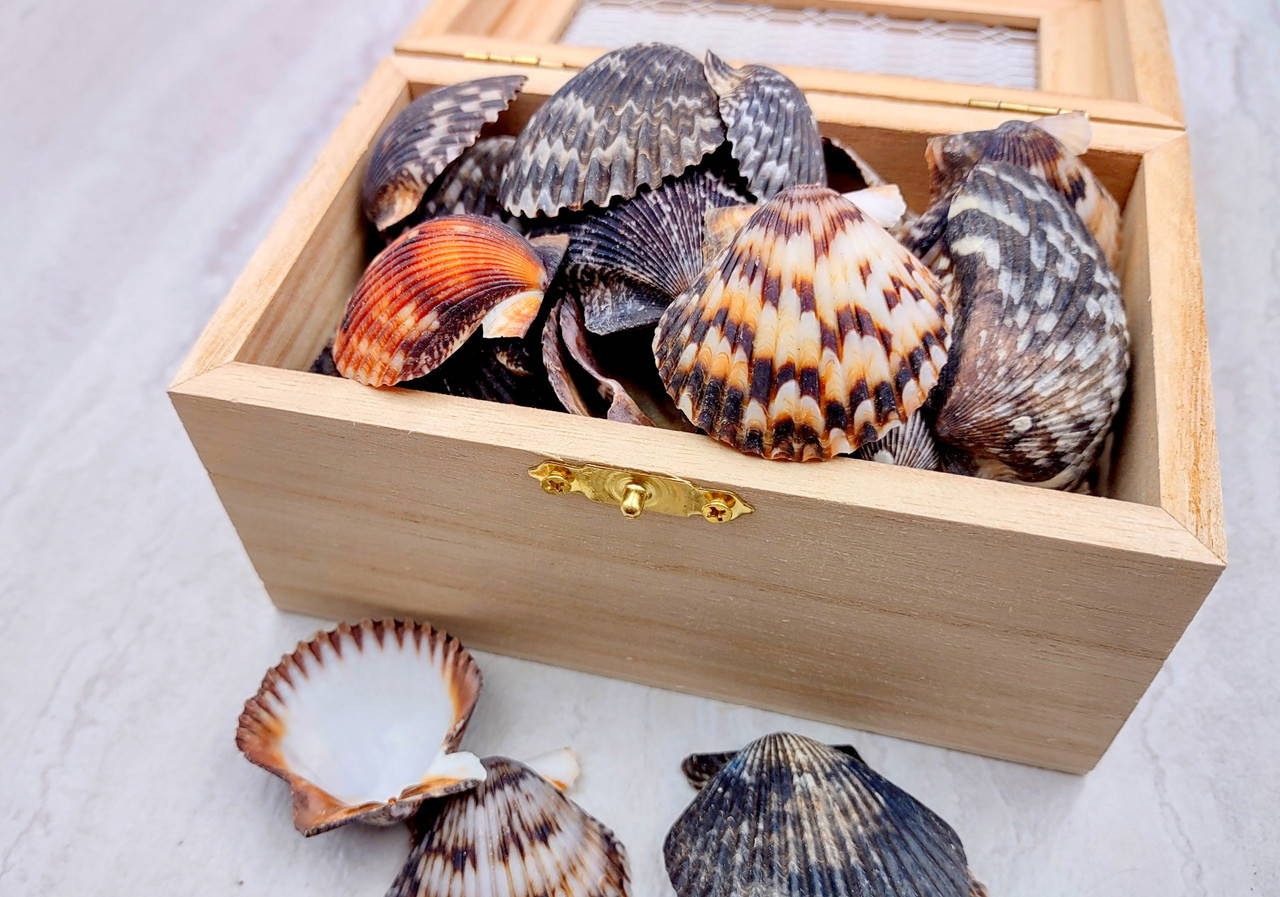 Calico Scallop Seashell Black Brown White Pecten Argopecten Gibbus (20 ...