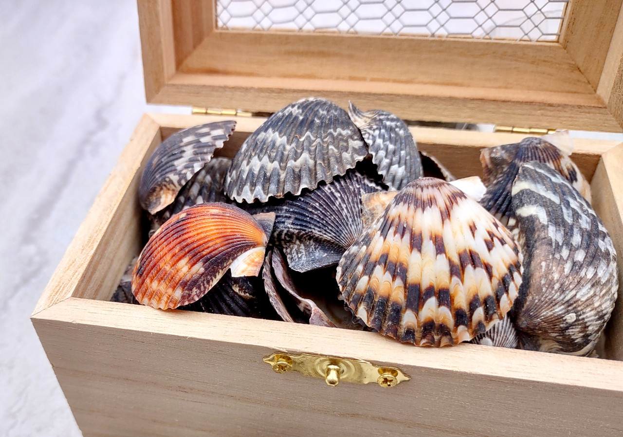 Calico Scallop Seashell Black Brown White Pecten Argopecten Gibbus (20 ...