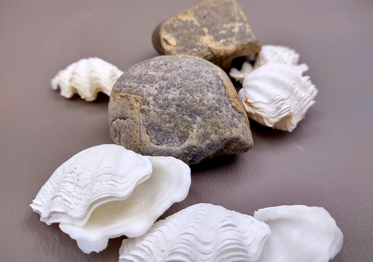 Mini Derasa Clam Seashell White Tridacna Derasa (1 shell approx. 1 ...