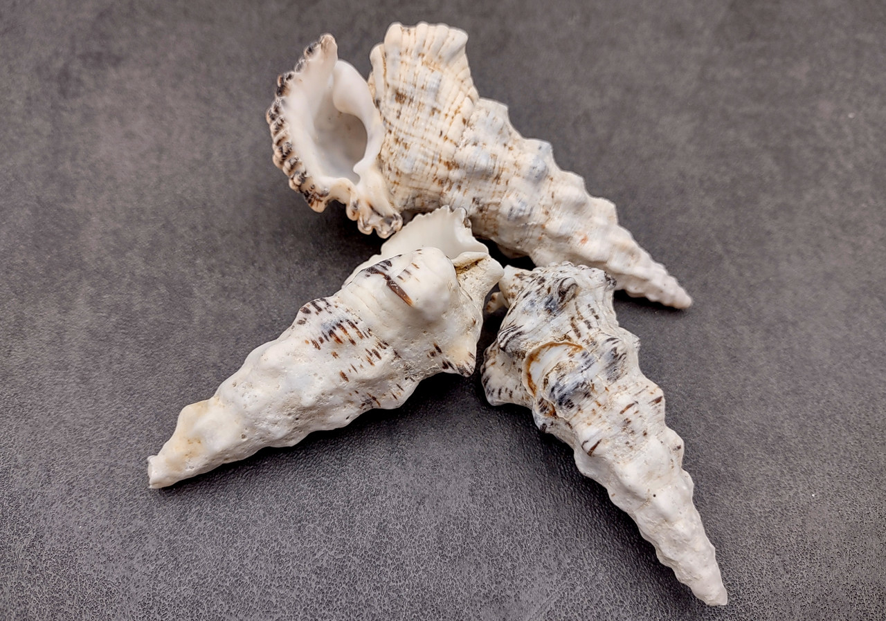 Knobby Cerithium Seashells White Black Cerithium Nodulosum (3 shells ...