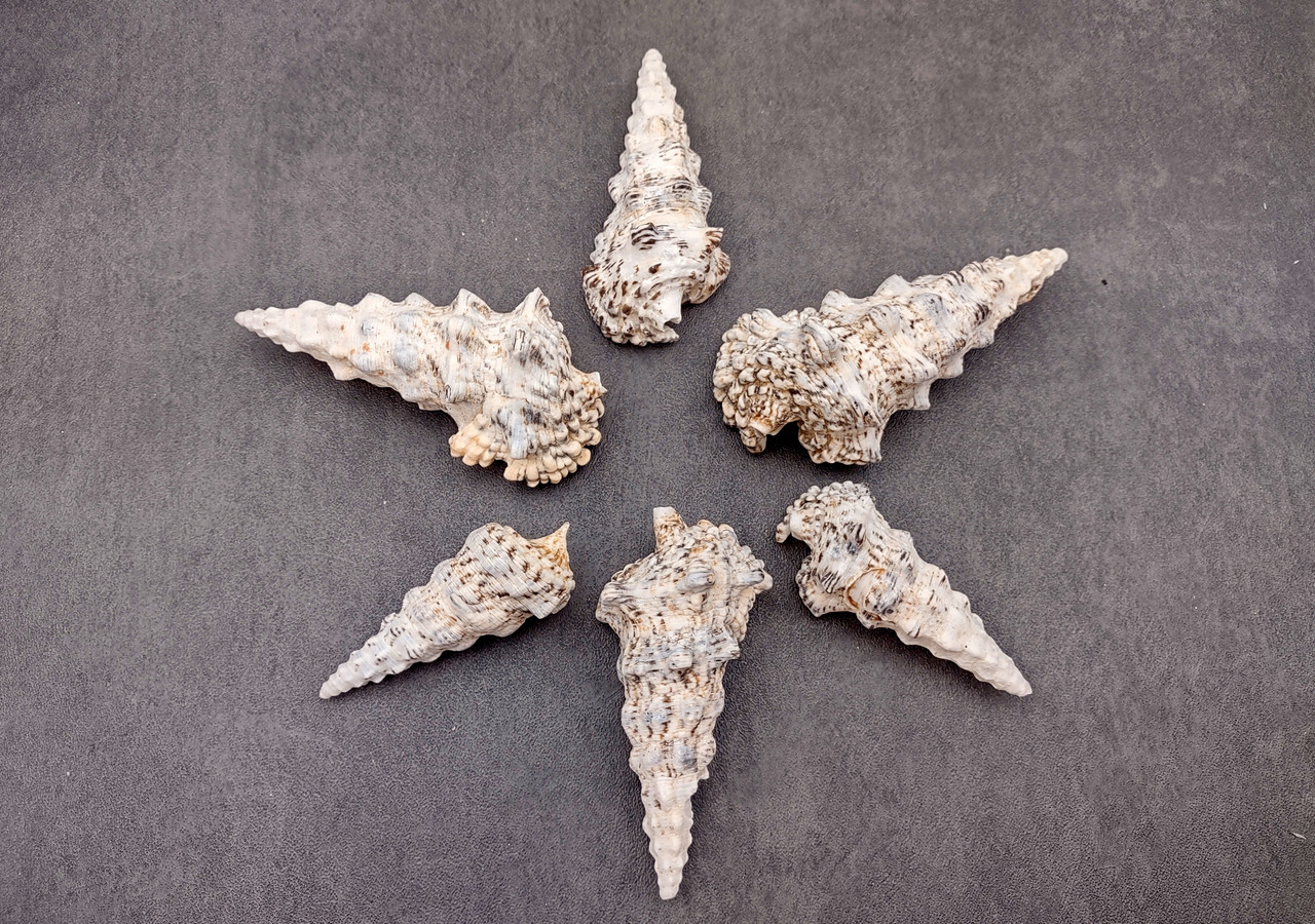 Knobby Cerithium Seashells White Black Cerithium Nodulosum (3 shells ...