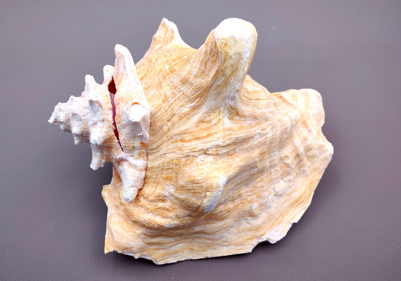 Queen Pink Conch Seashell Slit Back Strobus Gigas (1 shell approx. 7 ...