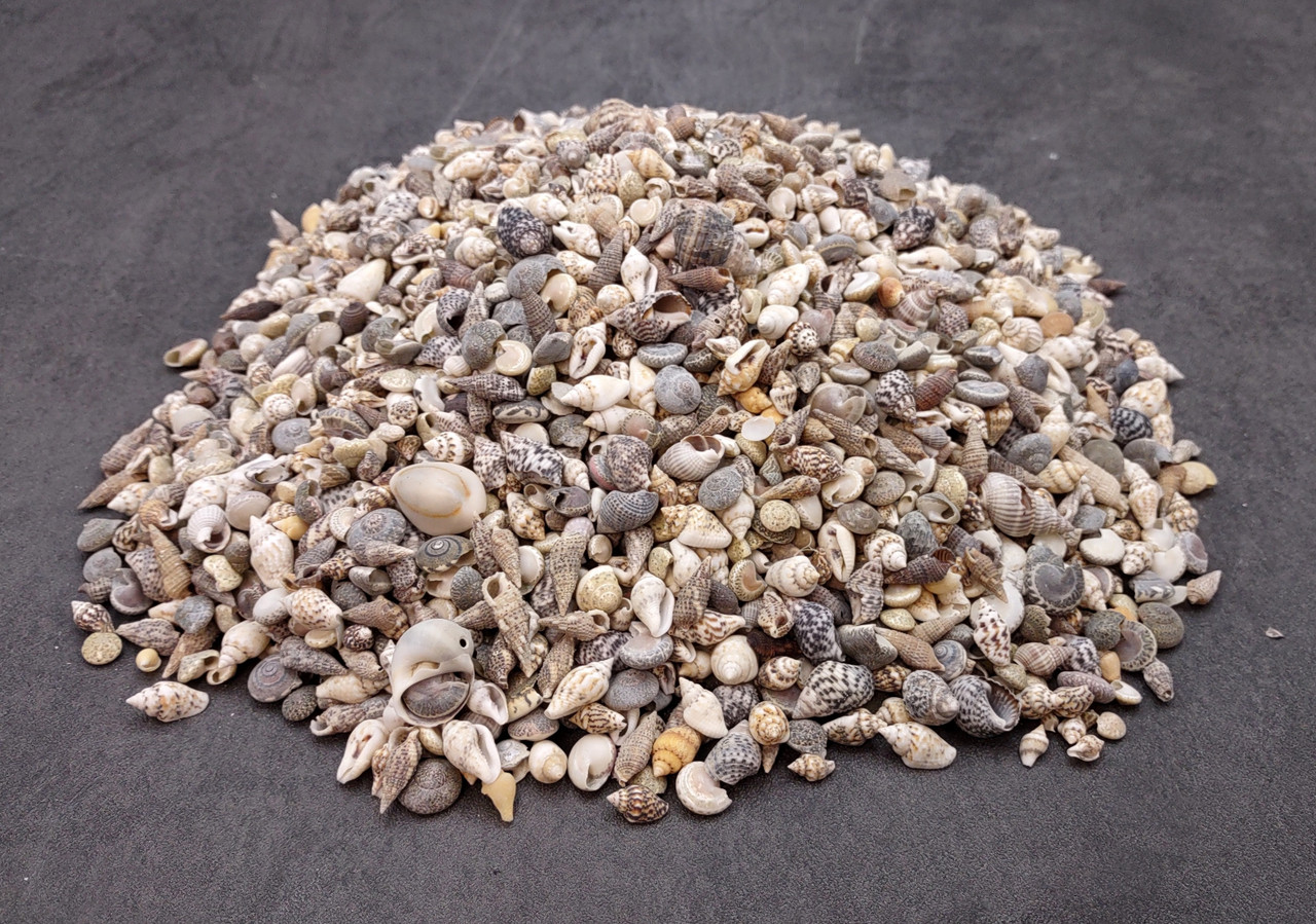 Extra Tiny Seashell Assorted Ocean Mix (approx. 1 kilogram shells 0.25 ...