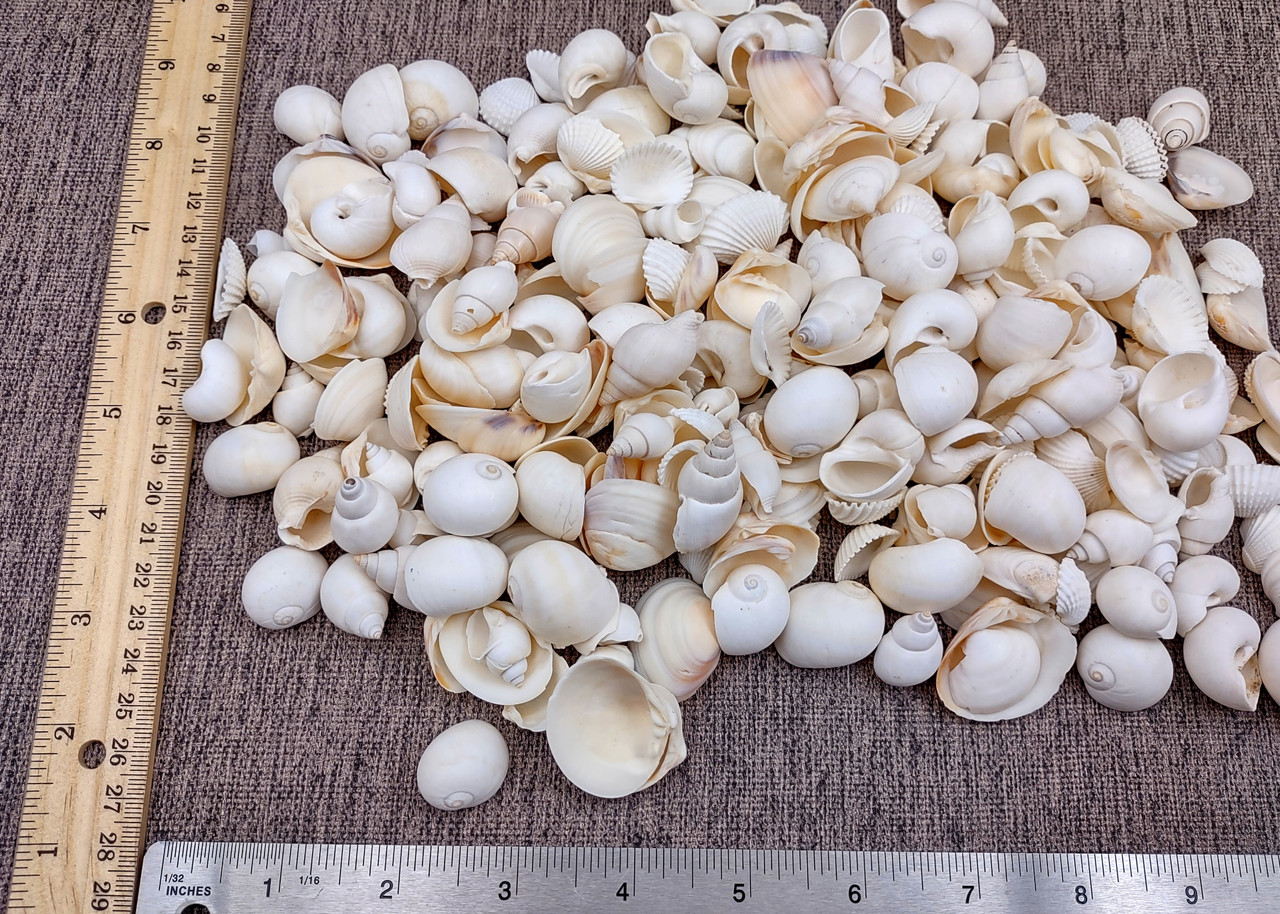 Small White Assorted Seashell Mix (approx. 1 kilogram shells 0.50 ...
