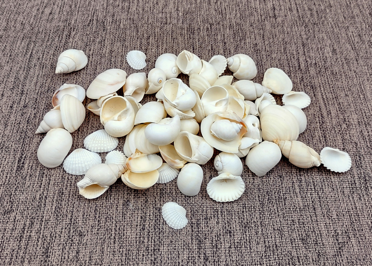 Small White Assorted Seashell Mix (approx. 1 cup 125+ assorted shells 0 ...