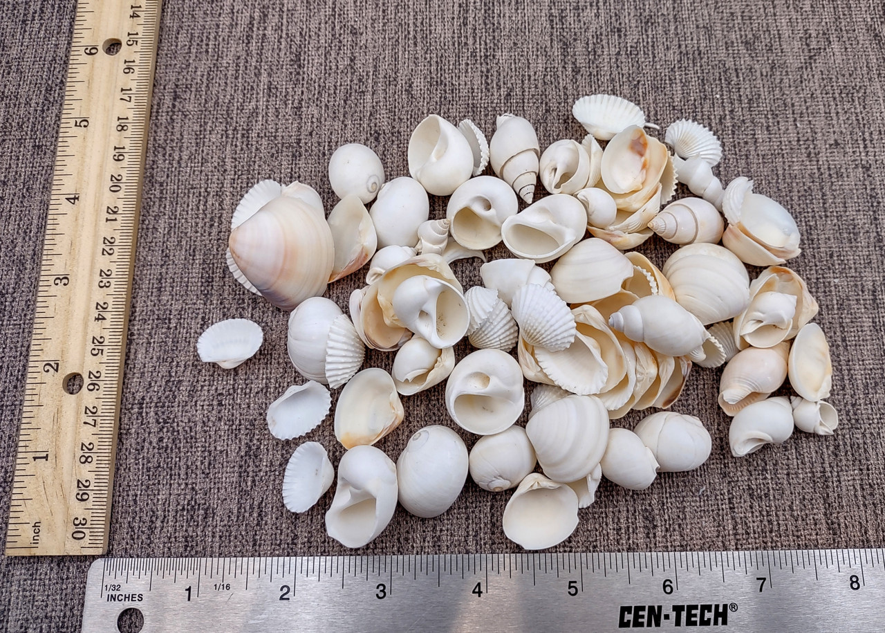 Small White Assorted Seashell Mix (approx. 1 cup 125+ assorted shells 0 ...
