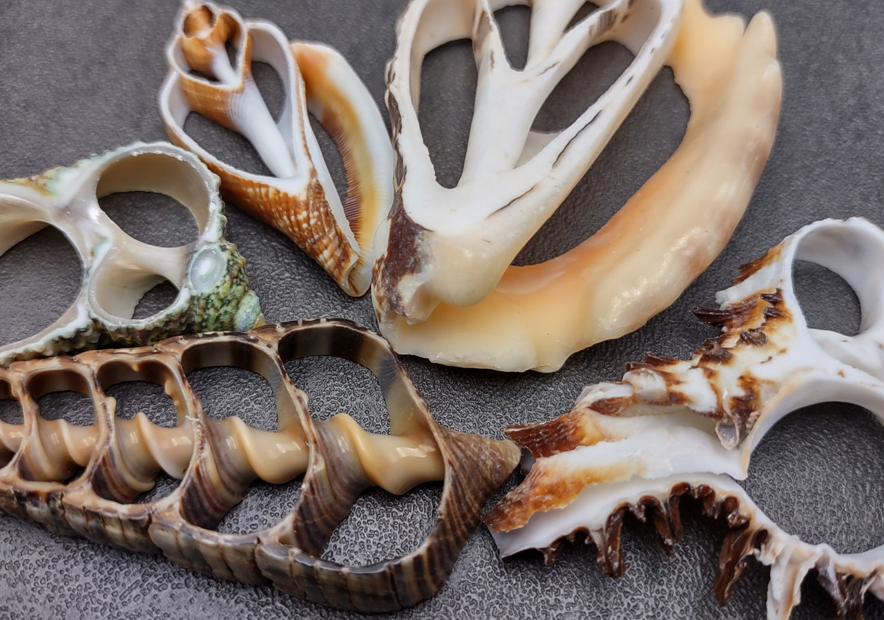 Center Cut Sliced Large Seashell Assortment (5 shells approx. 1.5-2.5 ...