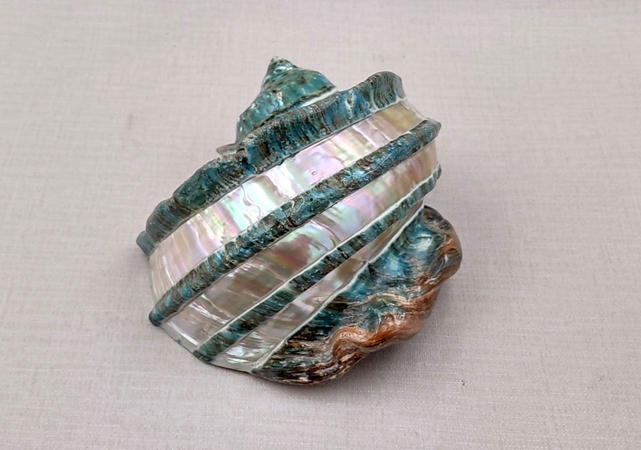 Giant Banded Turbo Shell Turbo Marmoratus (1 shell approx. 7+ inches ...