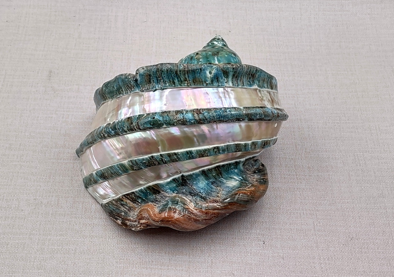 Giant Banded Turbo Shell Turbo Marmoratus (1 shell approx. 7+ inches ...