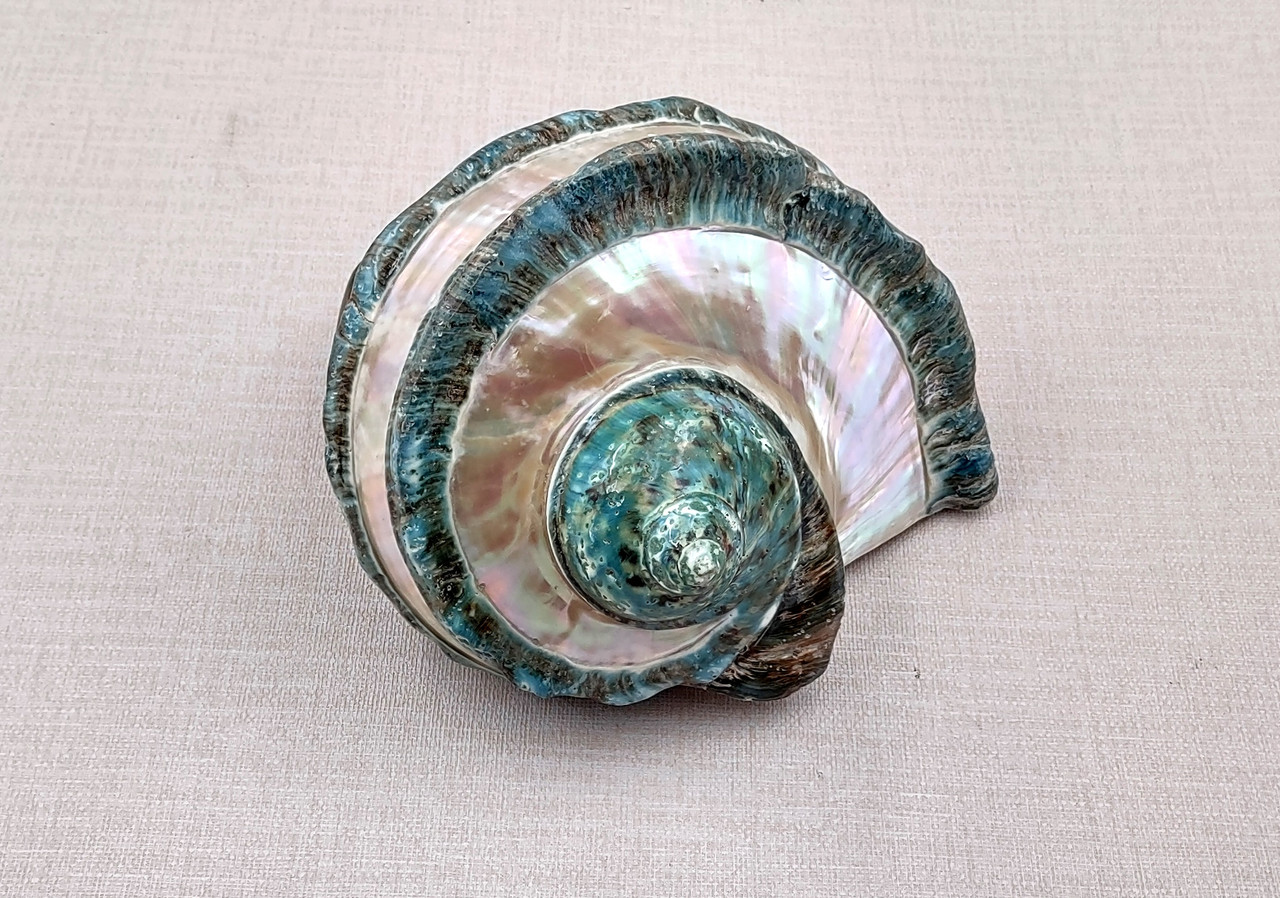 Giant Banded Turbo Shell Turbo Marmoratus (1 shell approx. 7+ inches ...