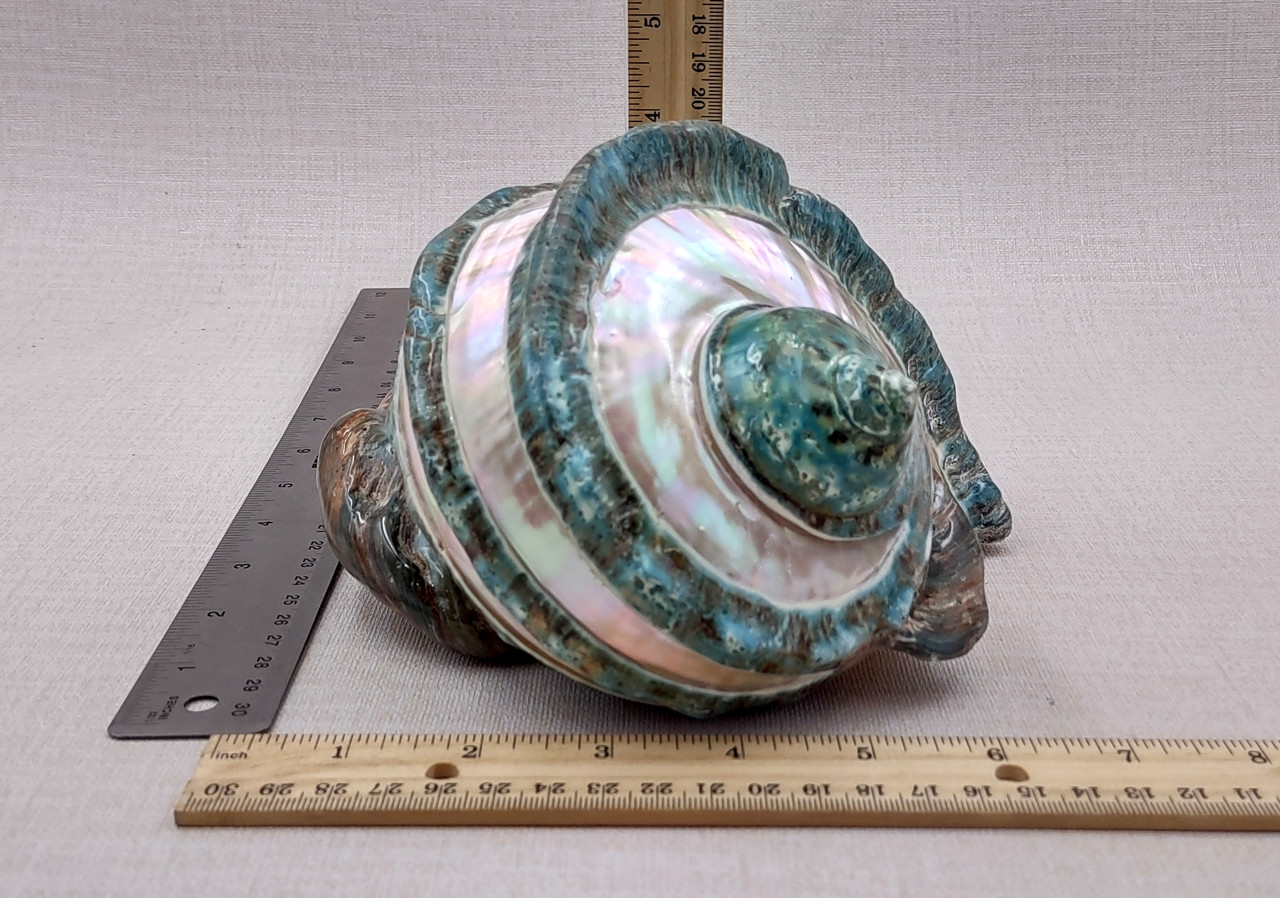 Giant Banded Turbo Shell Turbo Marmoratus (1 shell approx. 7+ inches ...