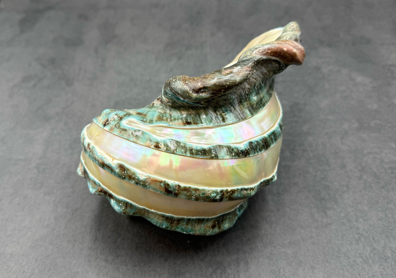 Giant Banded Turbo Shell Turbo Marmoratus (1 shell approx. 7+ inches ...