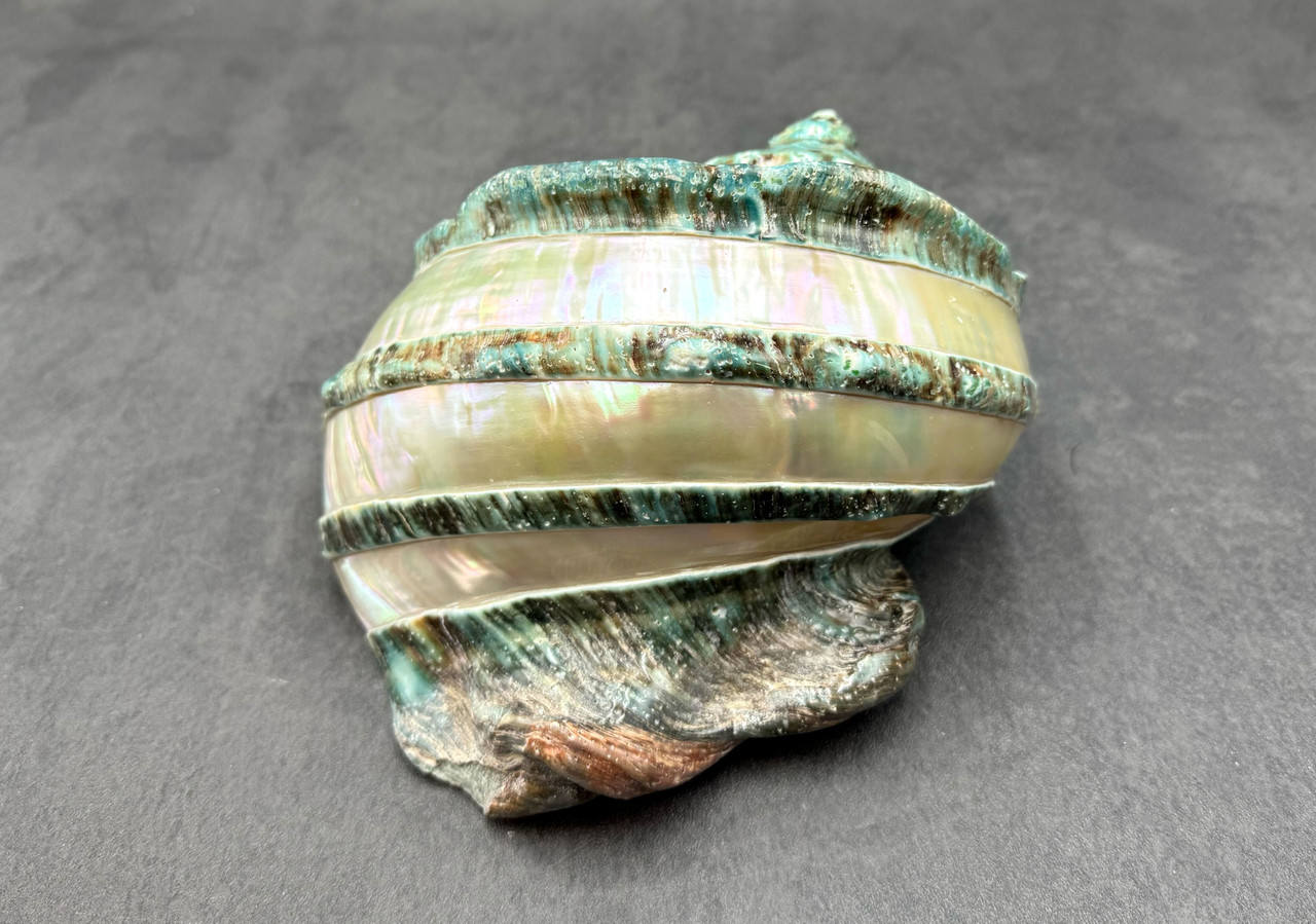 Giant Banded Turbo Shell Turbo Marmoratus (1 shell approx. 7+ inches ...