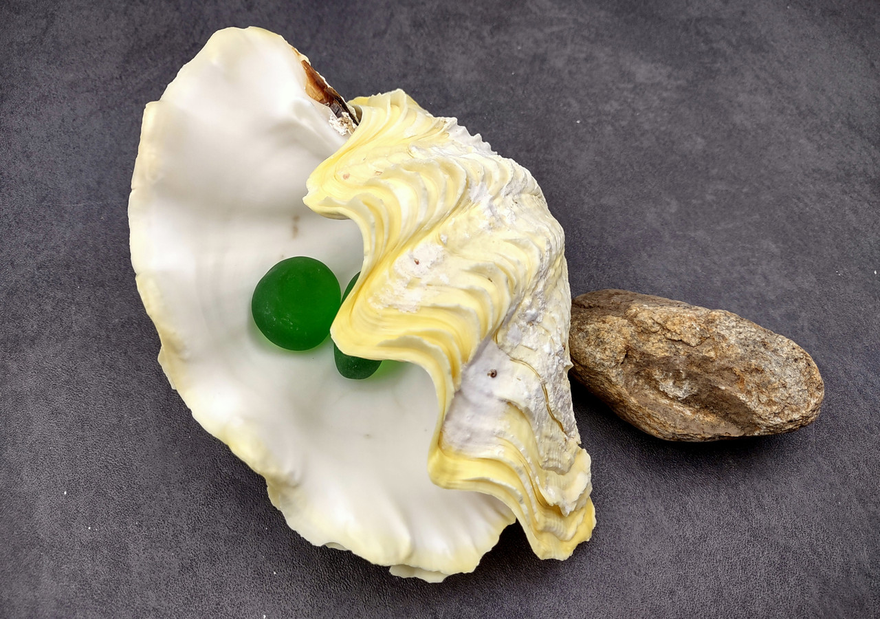 Derasa Clam Seashell Tridacna Derasa (1 shell approx. 6+ inches) Great ...