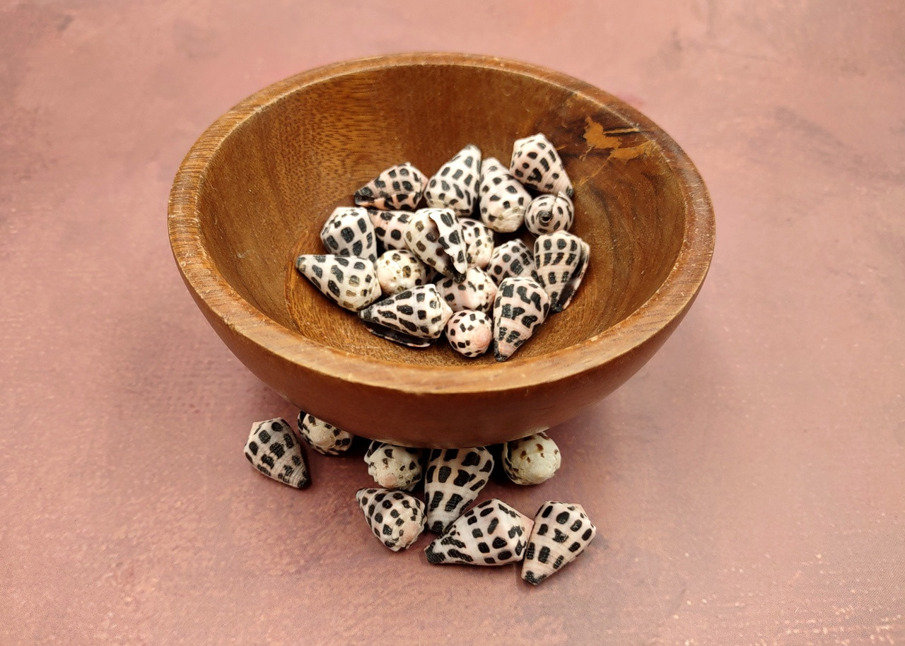 Extra Small Hebrew Cone Seashells Conus Ebraeus (5 shells approx. 0.25 ...