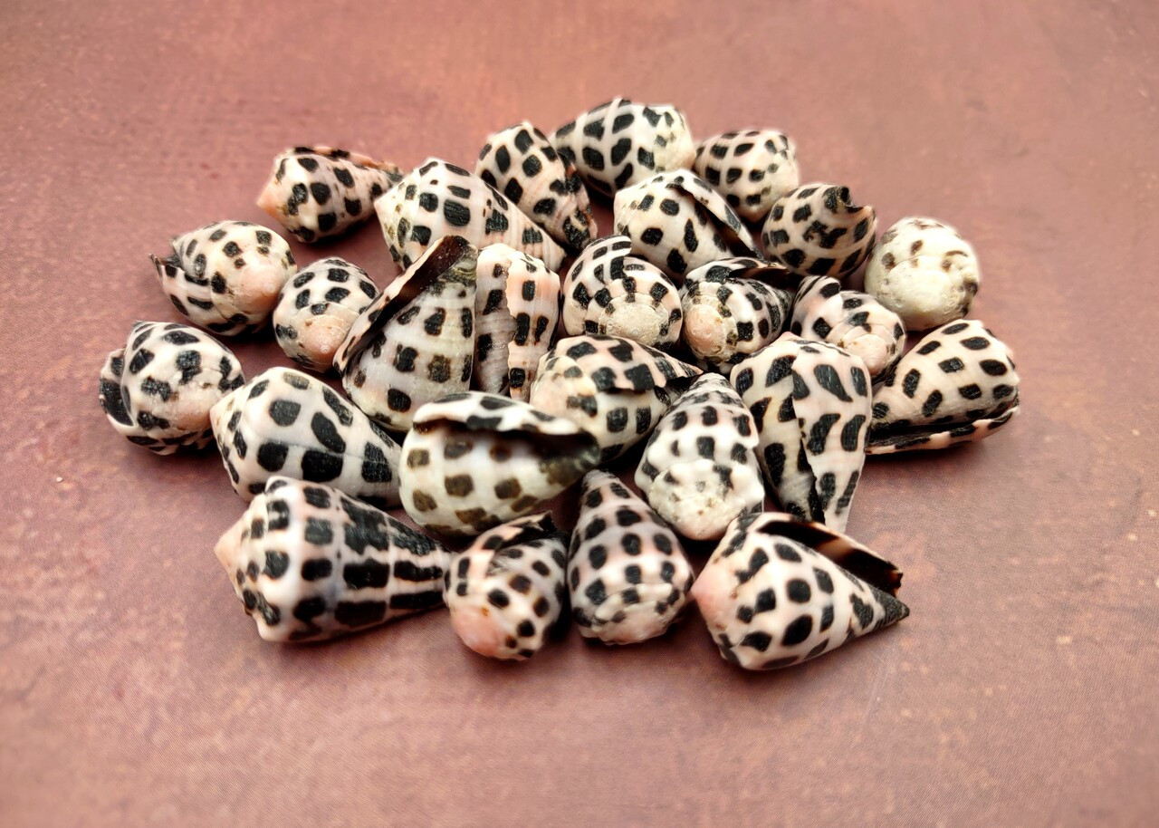 Extra Small Hebrew Cone Seashells Conus Ebraeus (5 shells approx. 0.25 ...