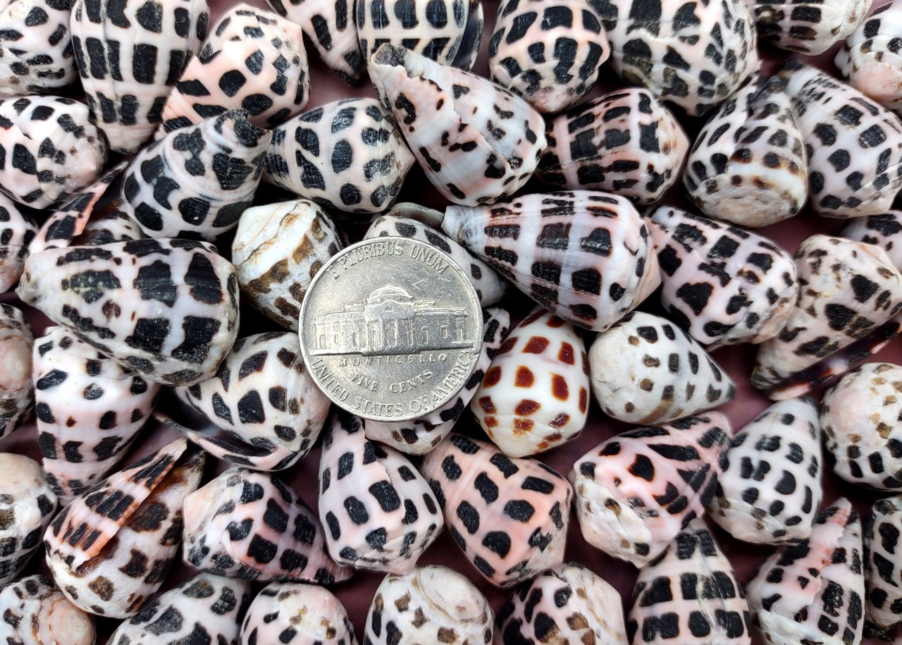 Extra Small Hebrew Cone Seashells Conus Ebraeus (5 shells approx. 0.25 ...