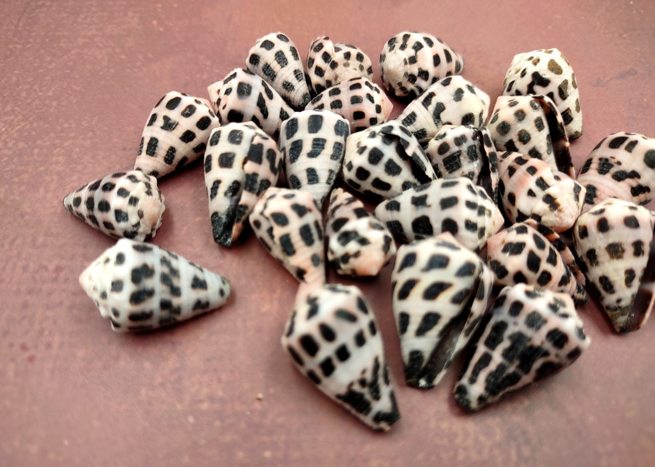 Extra Small Hebrew Cone Seashells Conus Ebraeus (5 shells approx. 0.25 ...