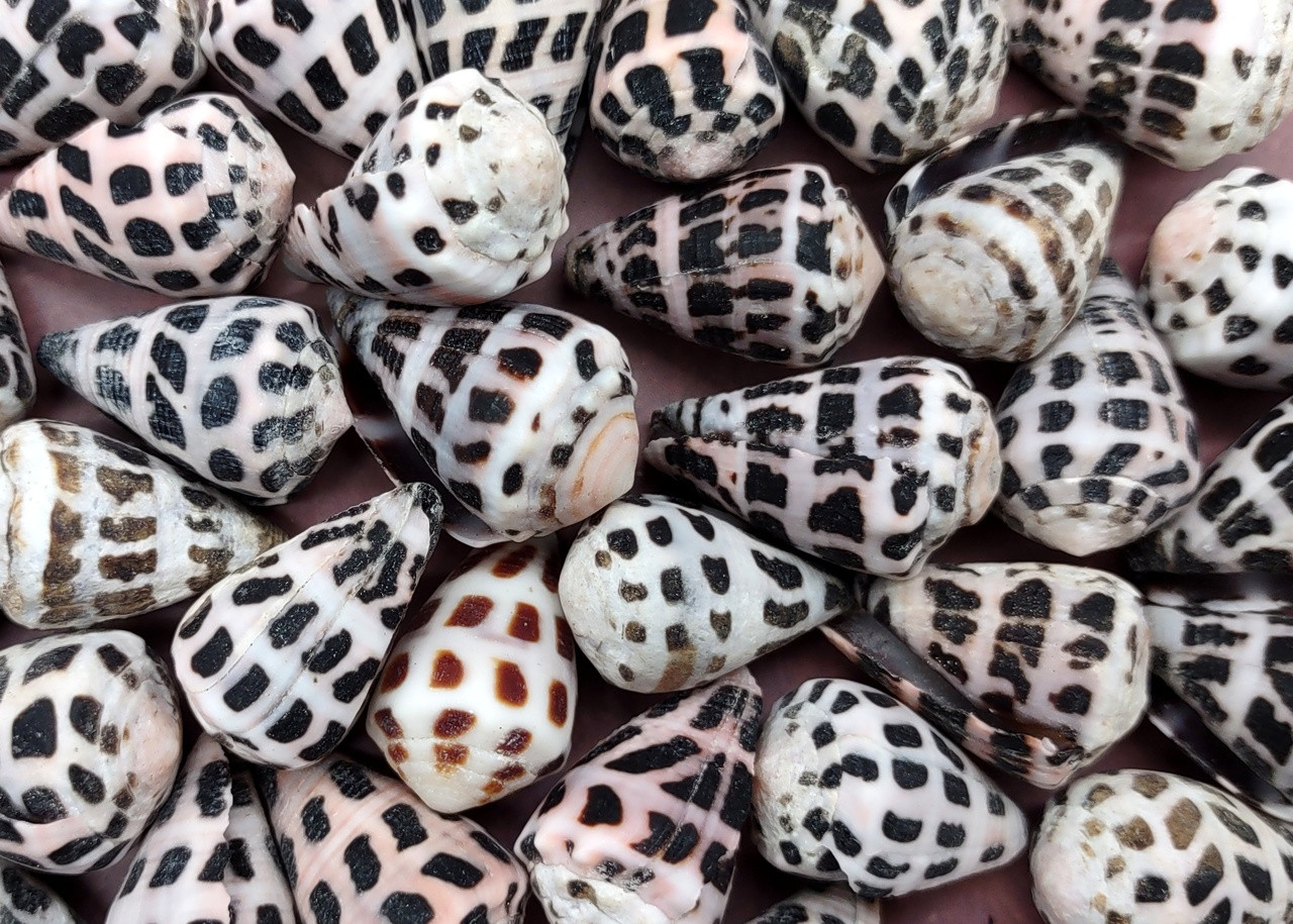 Extra Small Hebrew Cone Seashells Conus Ebraeus (5 shells approx. 0.25 ...